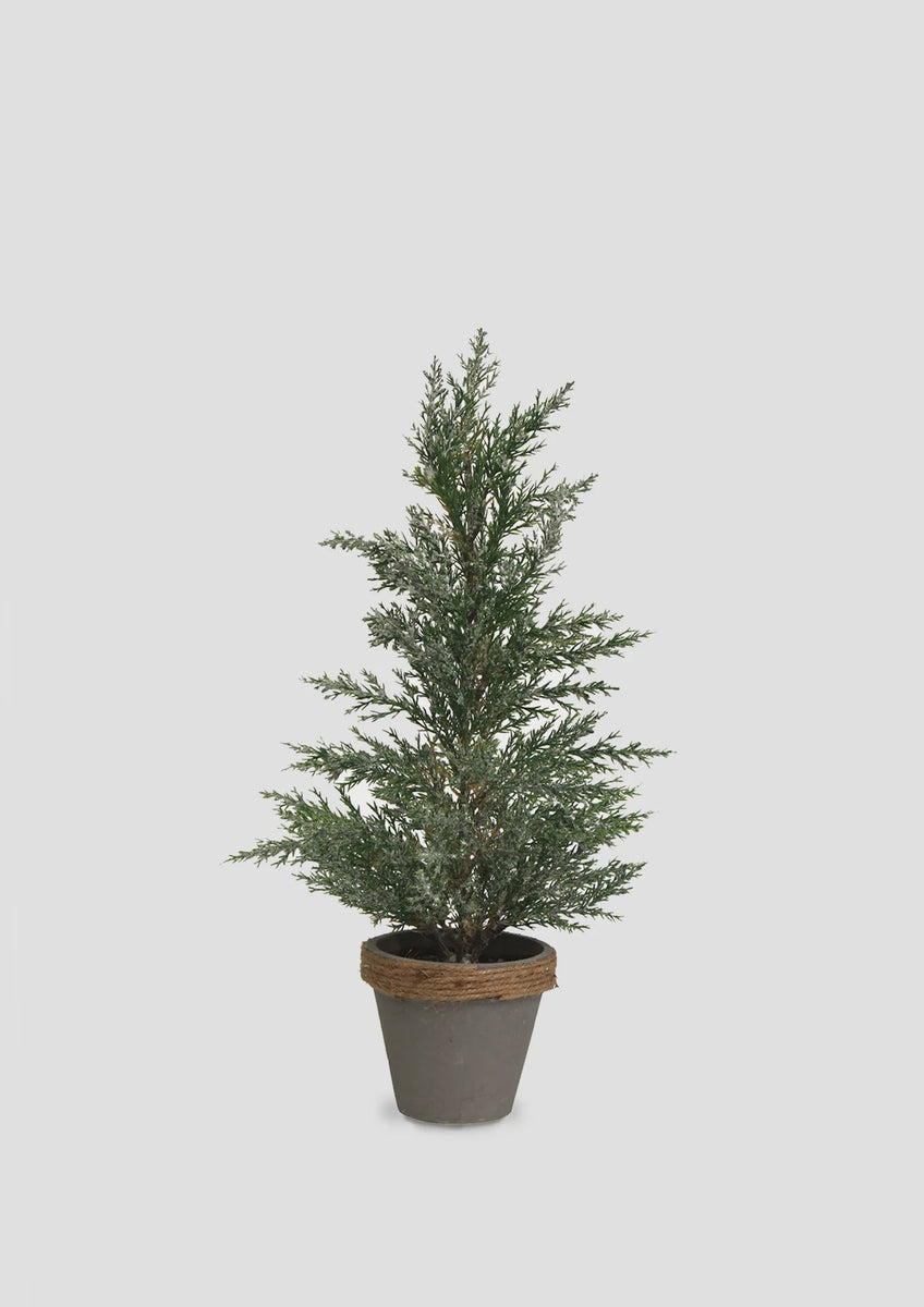 Potted Cyprus Tree w/Snow – cinnamonbrown